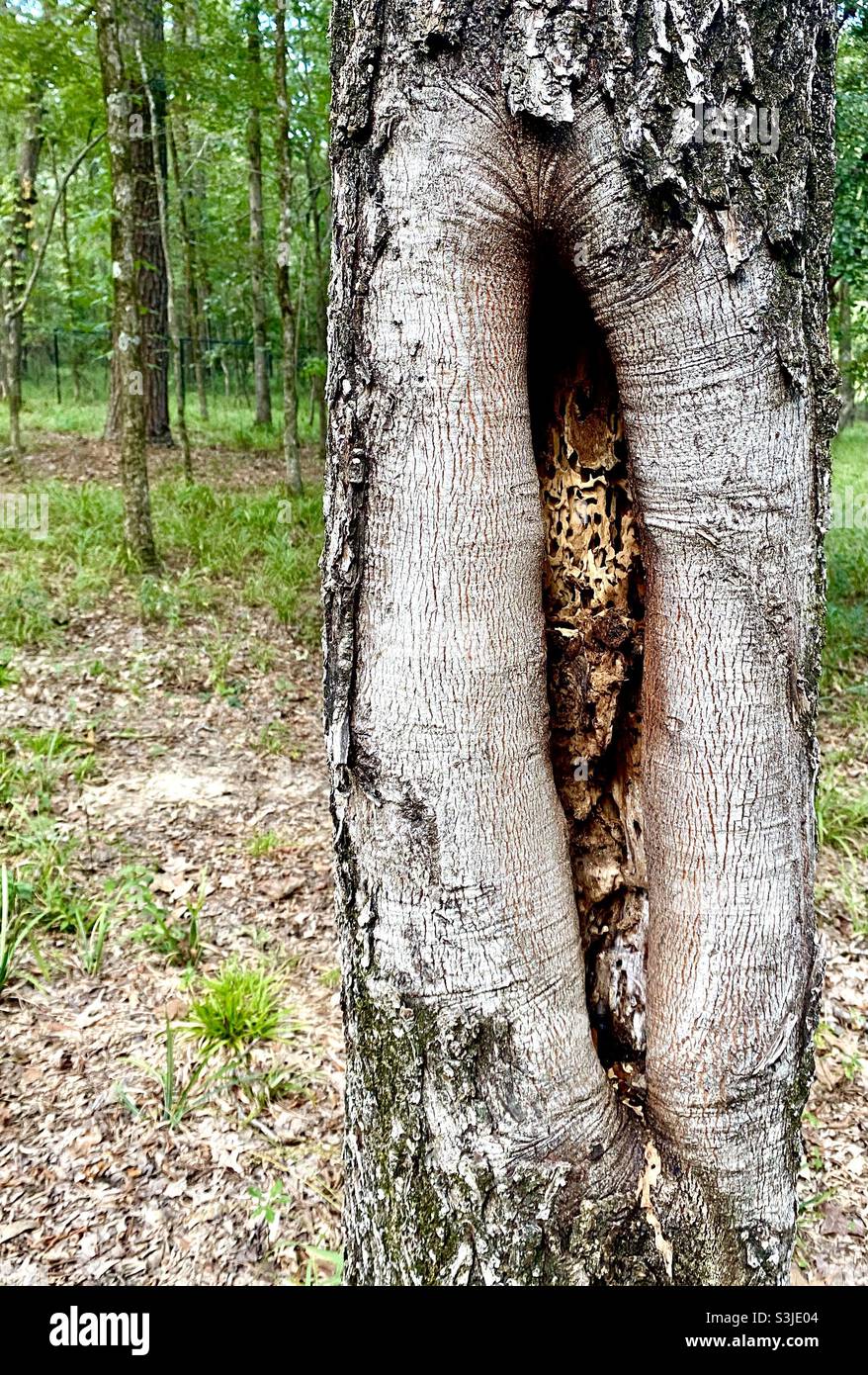 Strange tree hi-res stock photography and images - Alamy