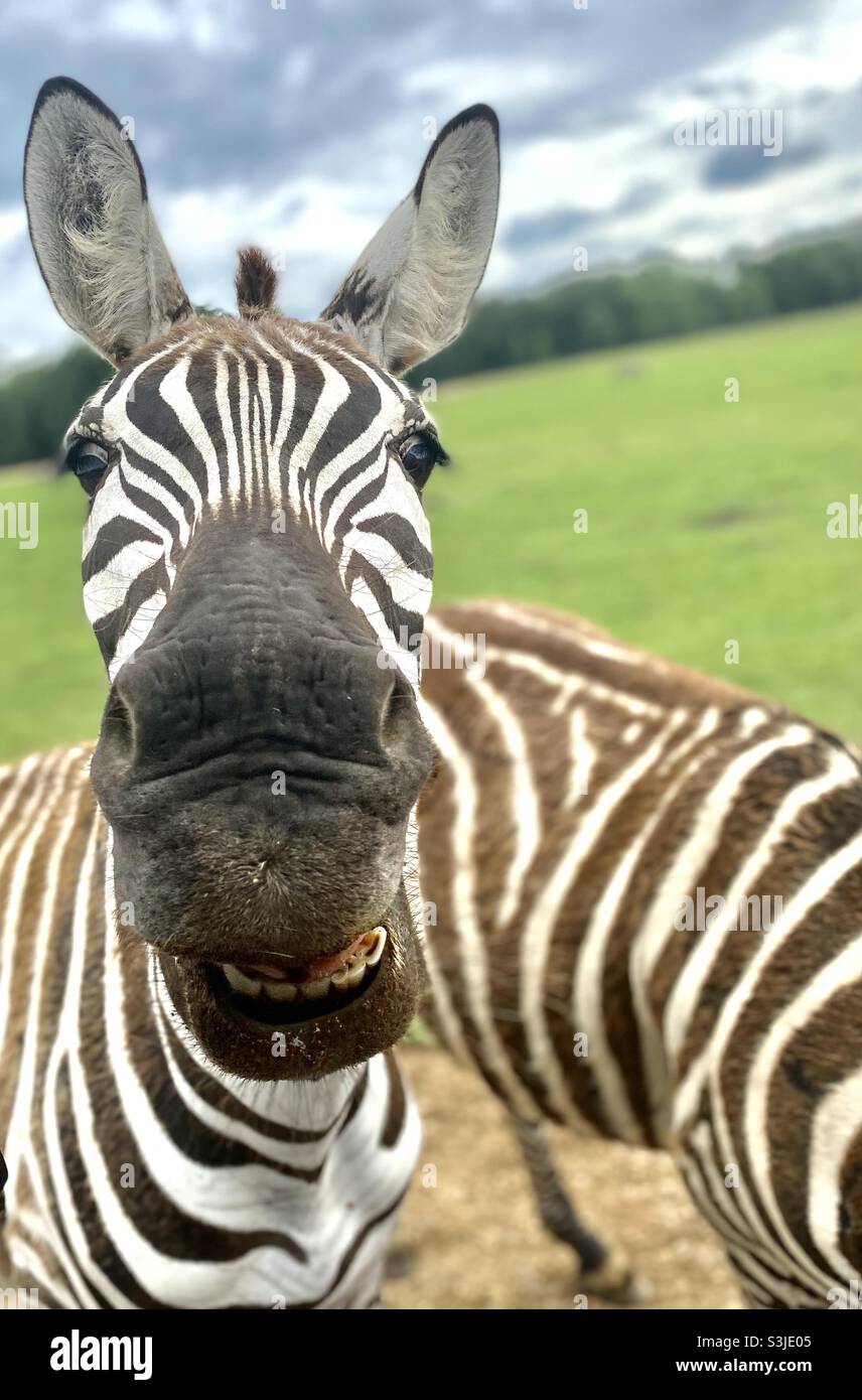 Zebra smiling hi-res stock photography and images - Alamy