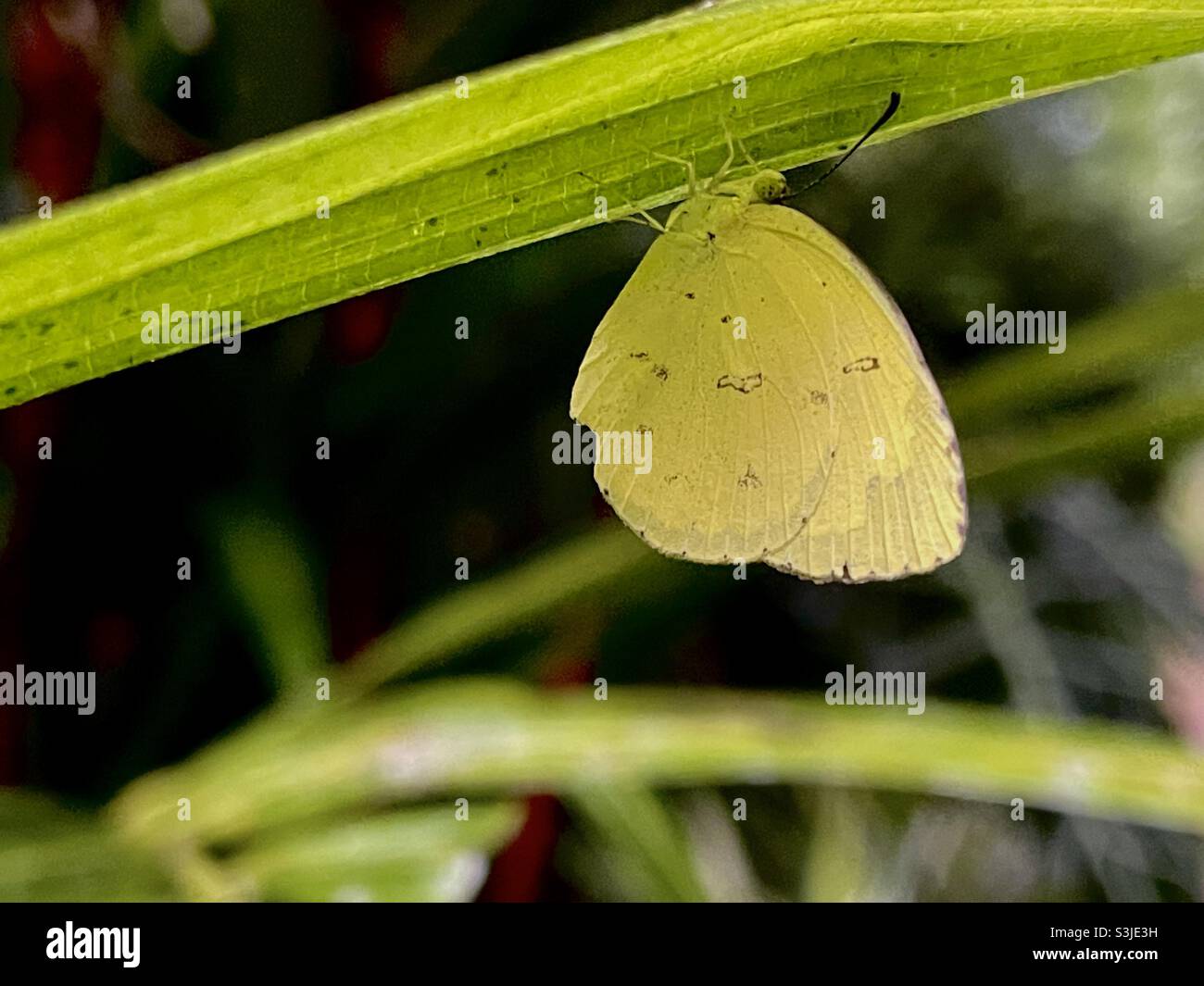 Common grass yellow butterfly under a plam tree leaf during rain Stock ...