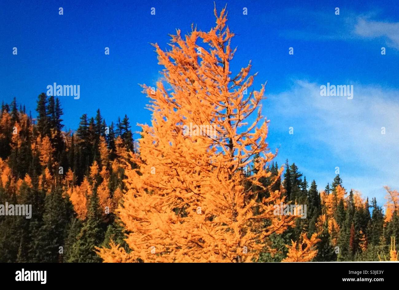 golden larch, Pseudolarix amabilis, Kananaskis country, Highwood Pass ...