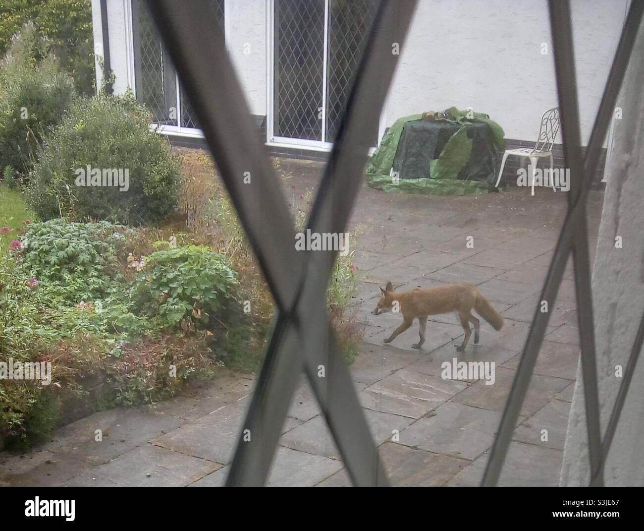 Fox in the back garden of a house Stock Photo - Alamy