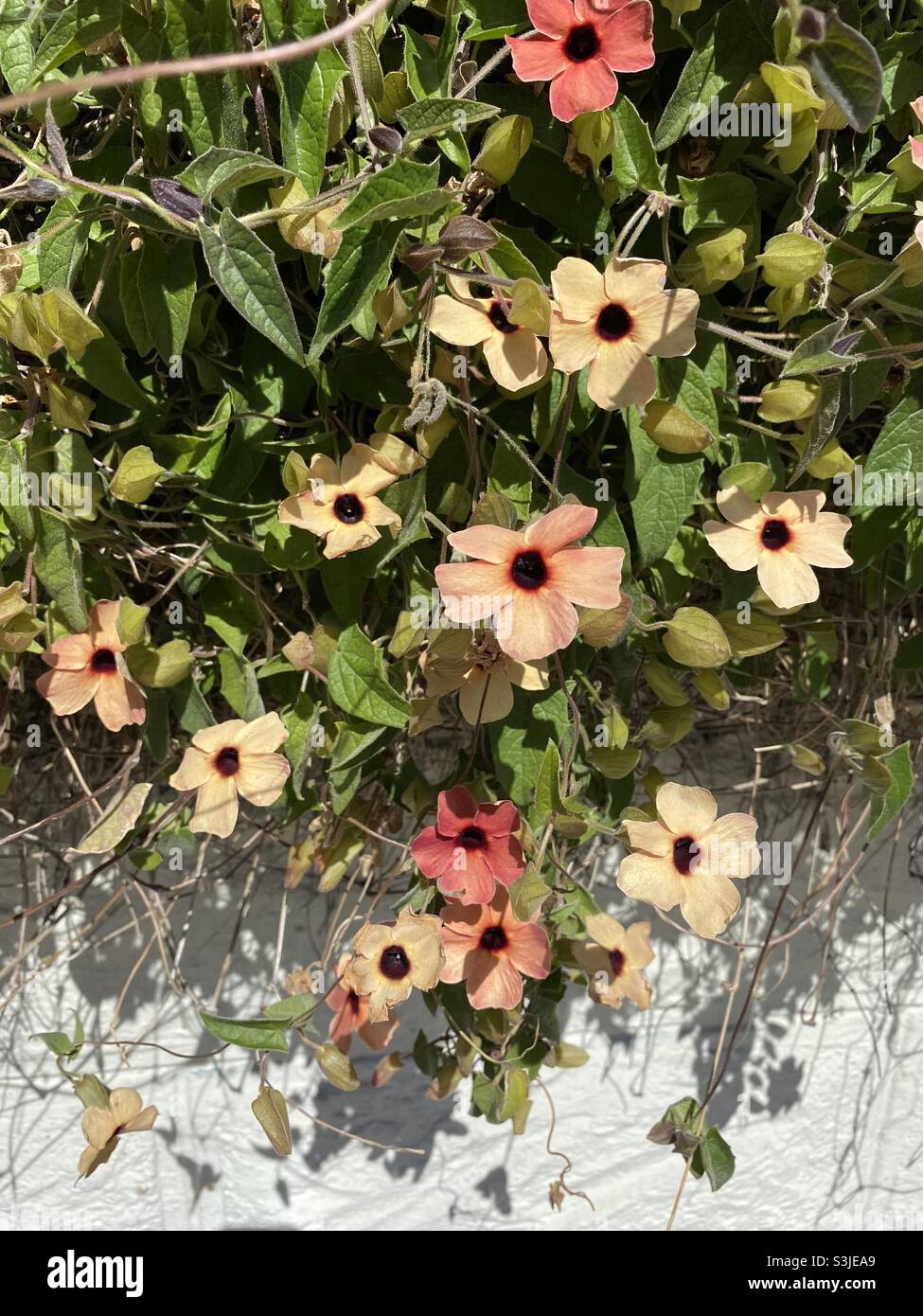 Red and gold flowers hi-res stock photography and images - Alamy