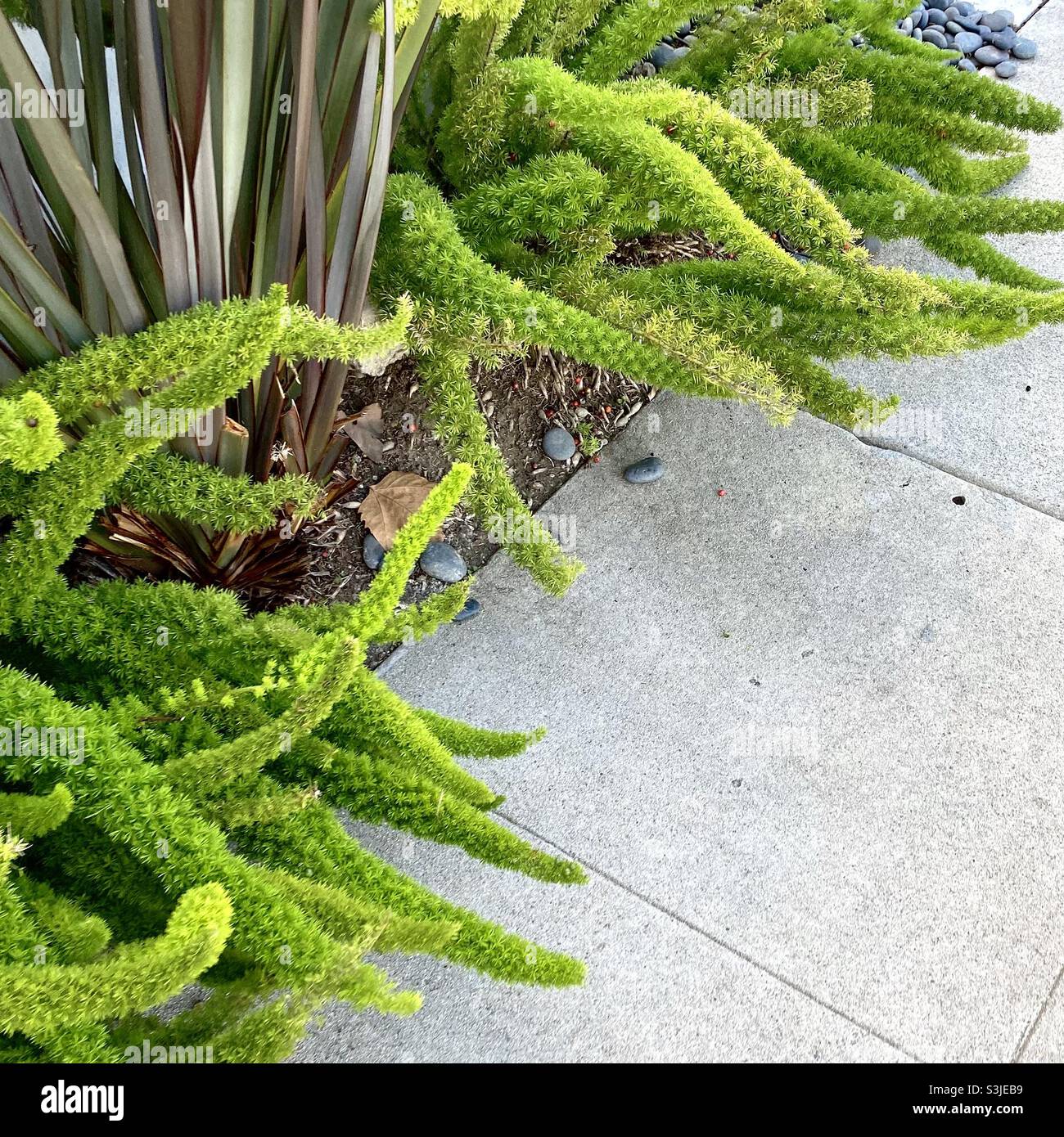 Sidewalk plants hi-res stock photography and images - Alamy
