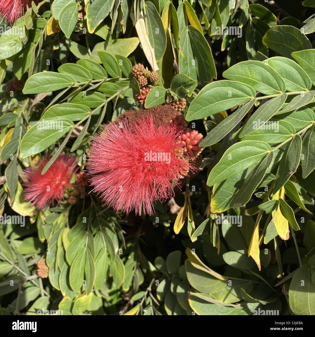 Fuzzy pink flower hi-res stock photography and images - Alamy