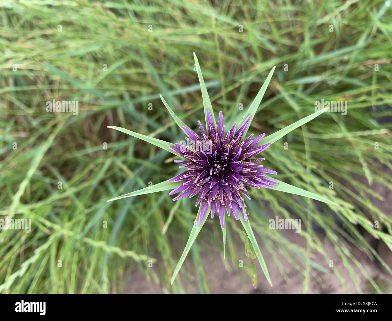 Purple star hi-res stock photography and images - Alamy