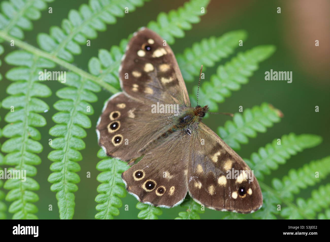 New Forest Fern High Resolution Stock Photography and Images - Alamy