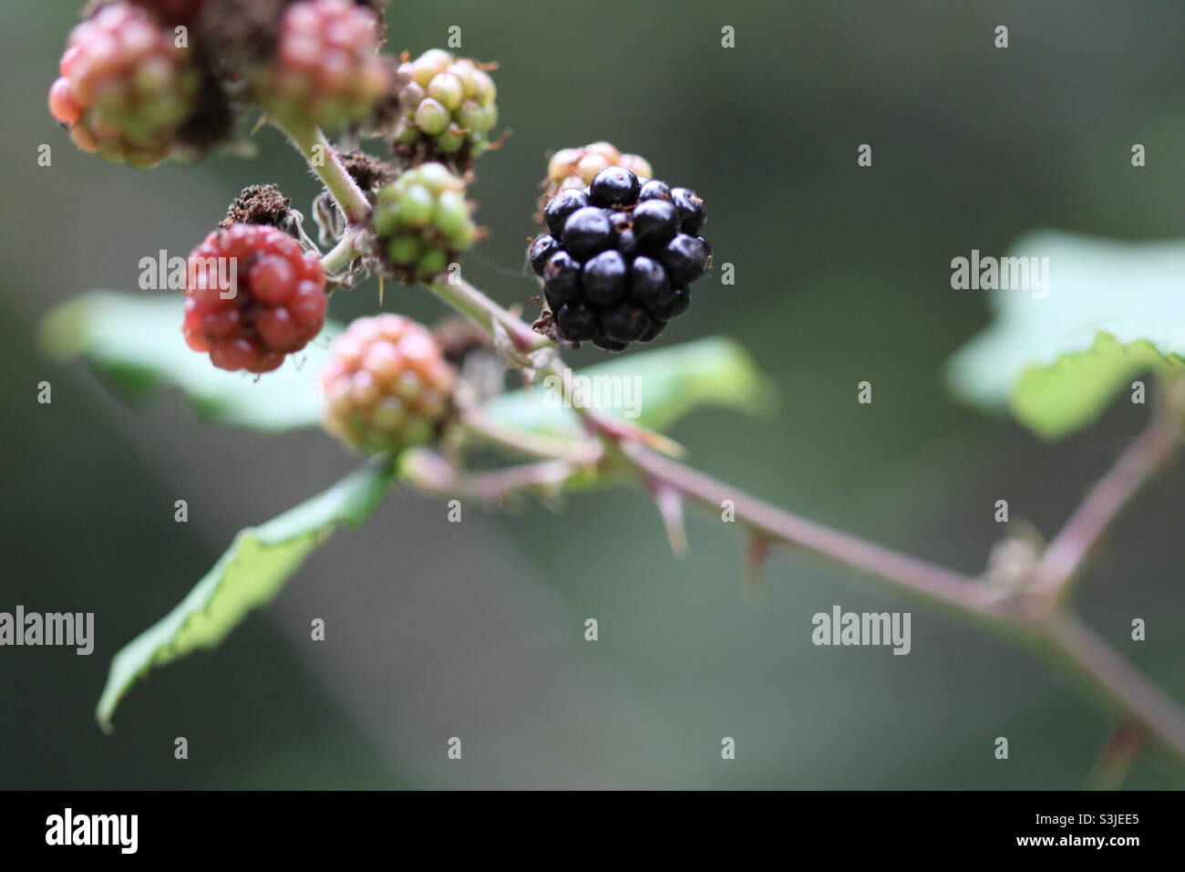Bramble berries hi-res stock photography and images - Alamy