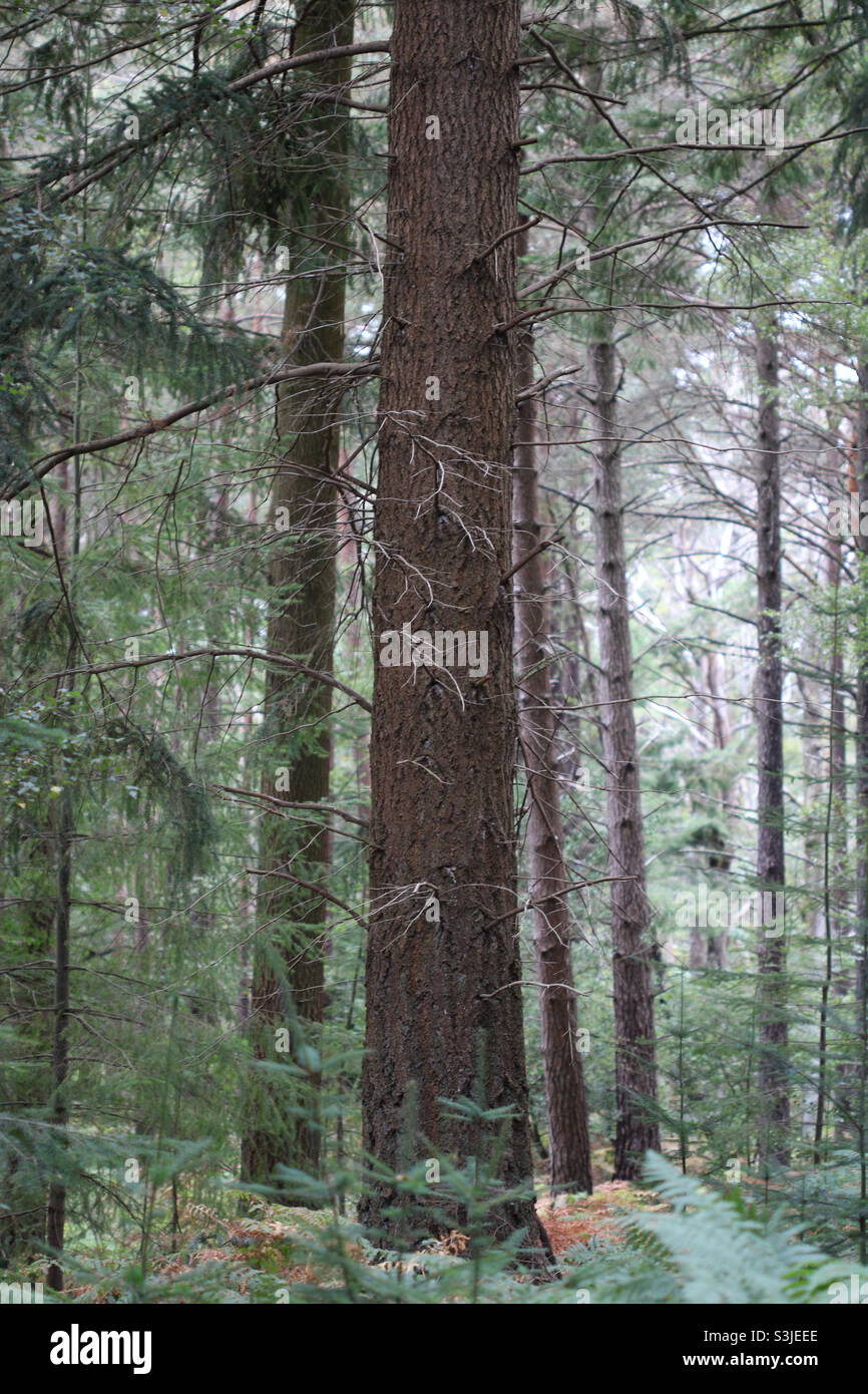 Tall trees new forest hi-res stock photography and images - Alamy