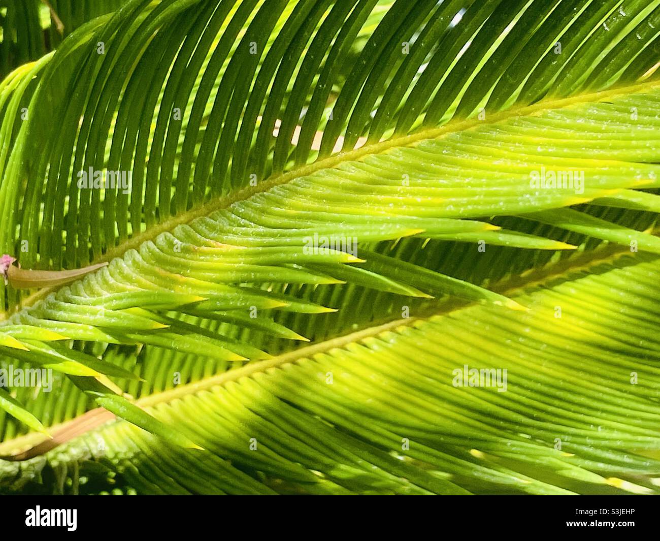 Palm leaf shadows hi-res stock photography and images - Alamy