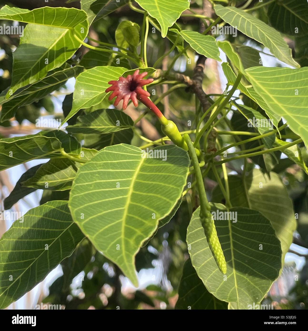 Sandbox tree in Malaysia with individual staminate and pistillate on ...