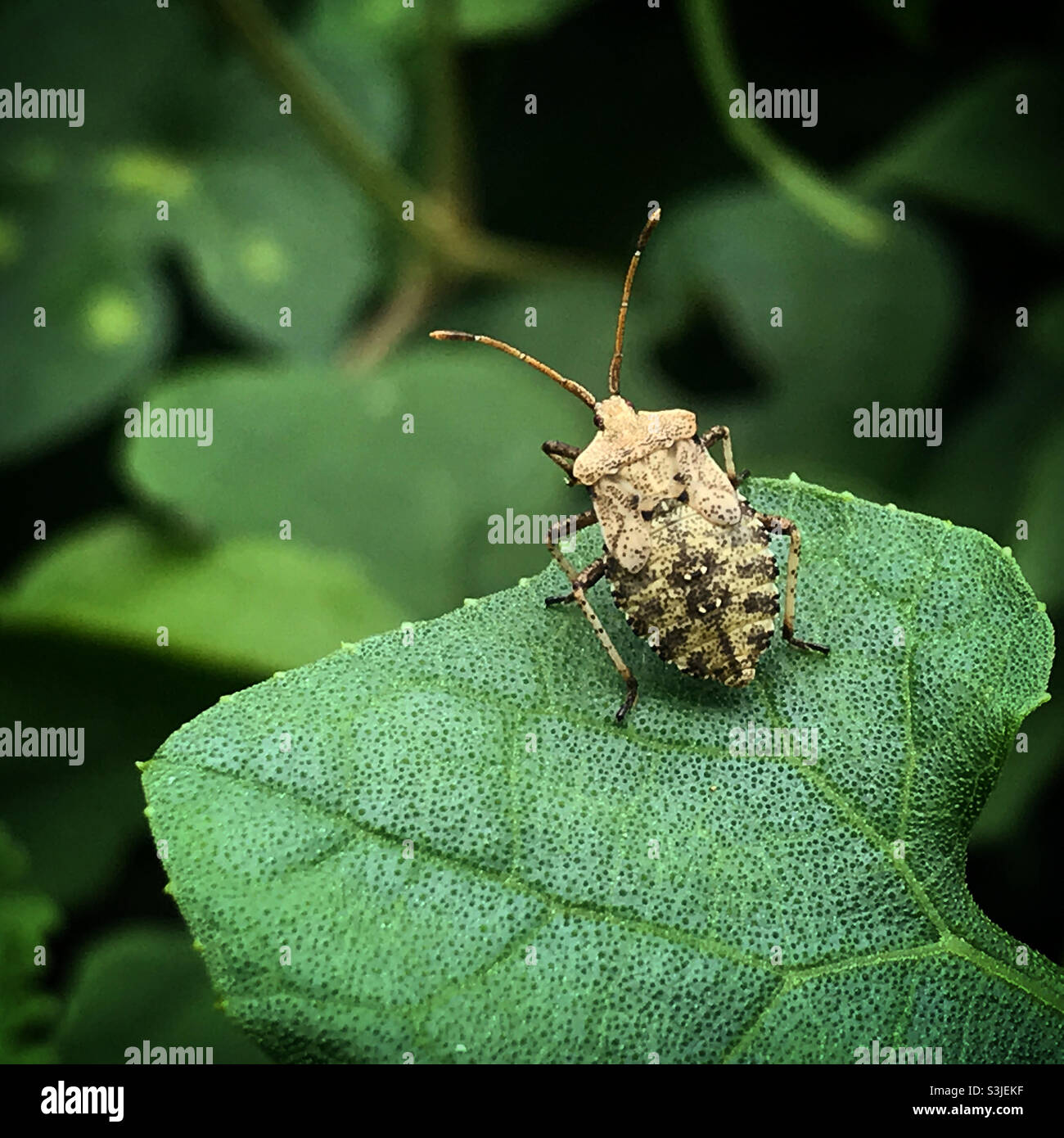 A bug perches on a green leaf in a forest in Mexico Stock Photo - Alamy