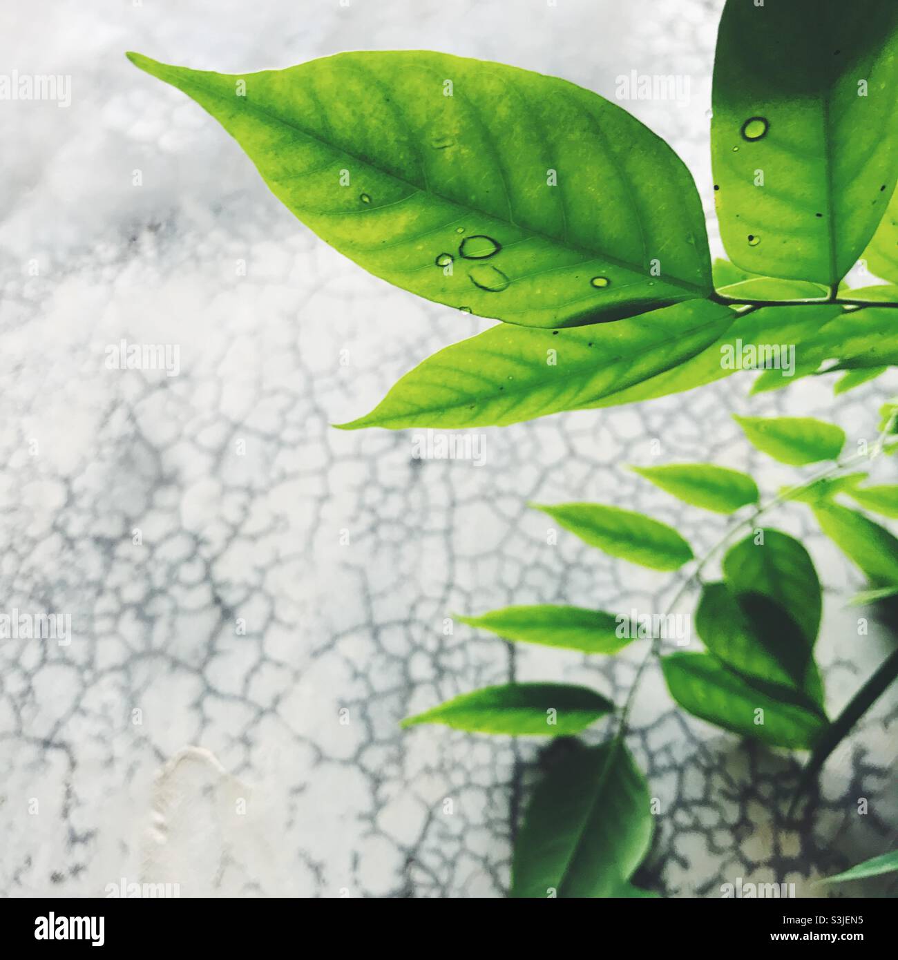 In garden after rains Stock Photo - Alamy