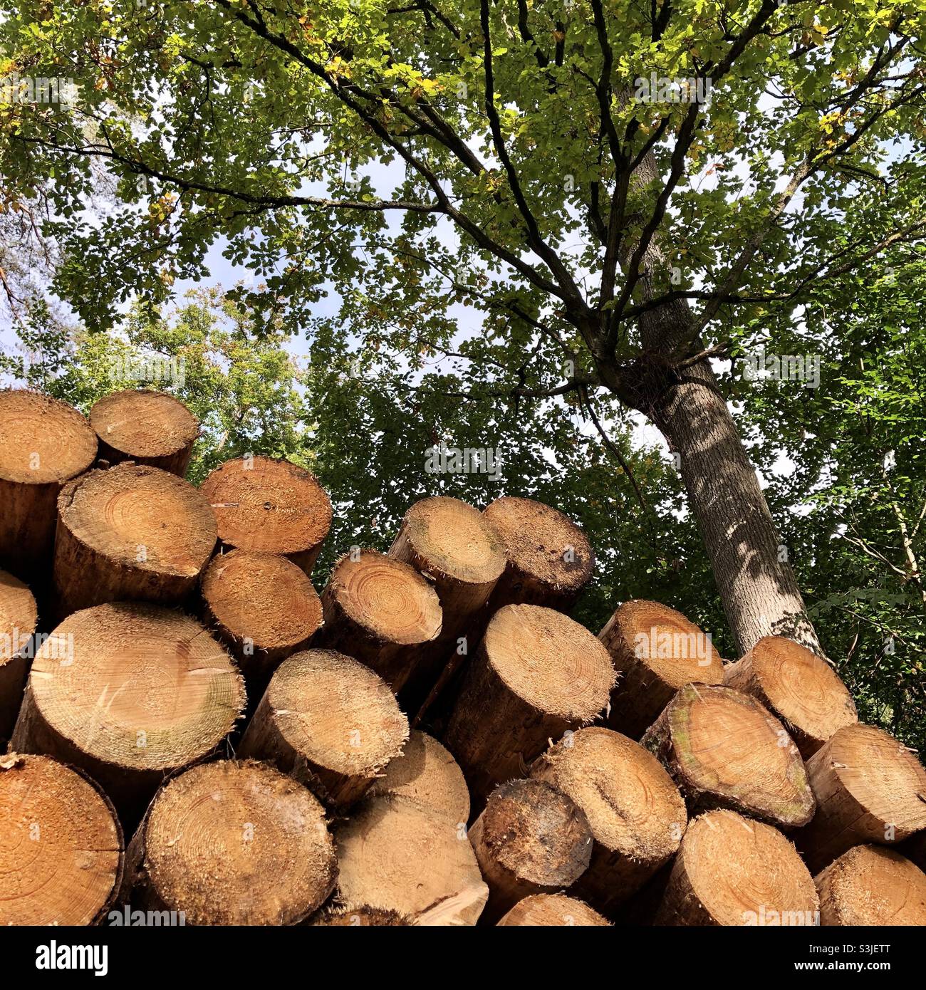 Pile of felled trees Stock Photo - Alamy