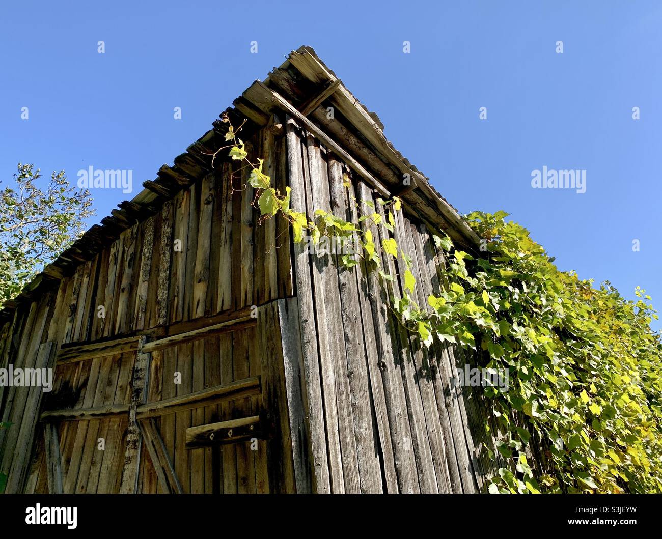 Old wooden hut overgrown with green plants Stock Photo - Alamy