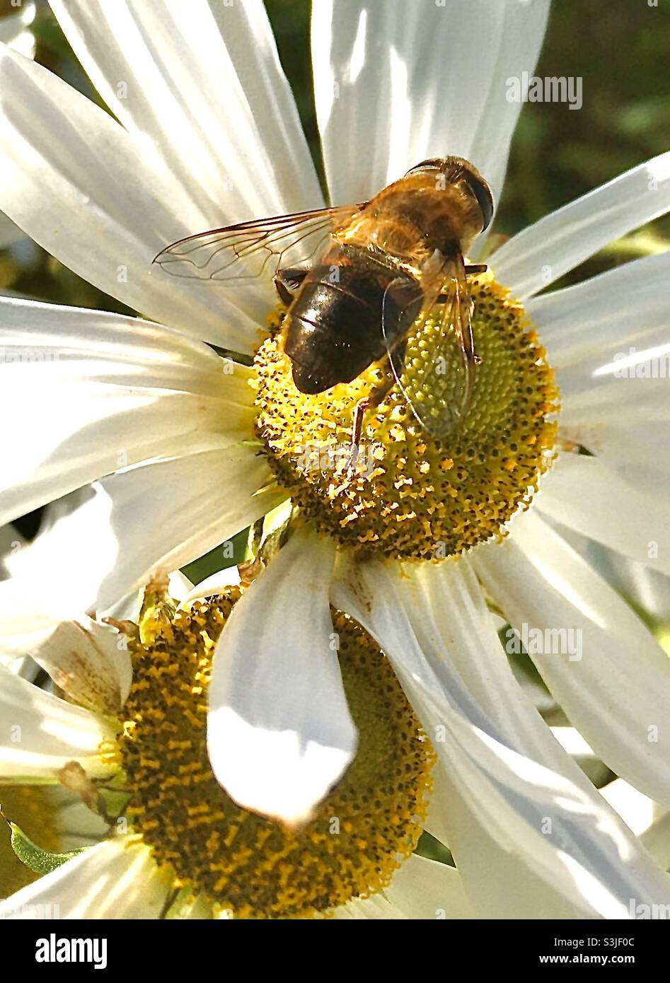 O bee hi-res stock photography and images - Alamy