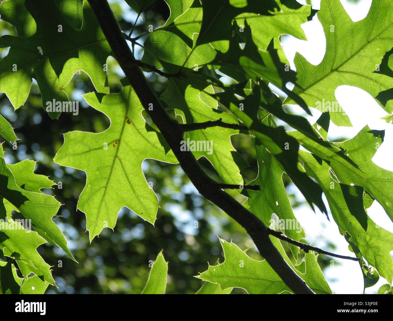 Catching leaves hi-res stock photography and images - Alamy