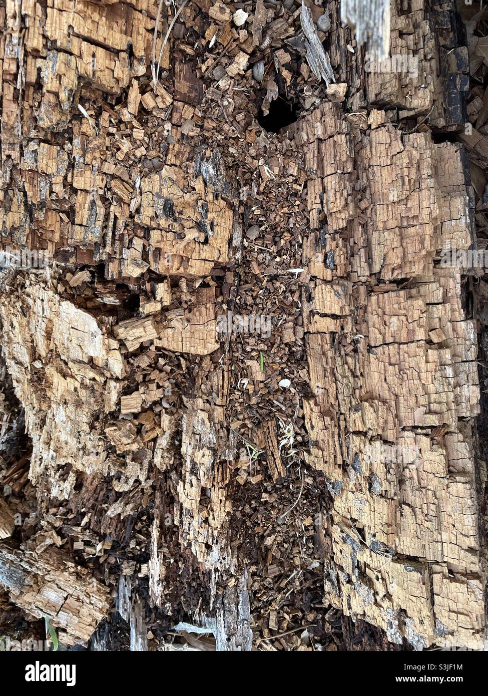 Dead of wood hi-res stock photography and images - Alamy