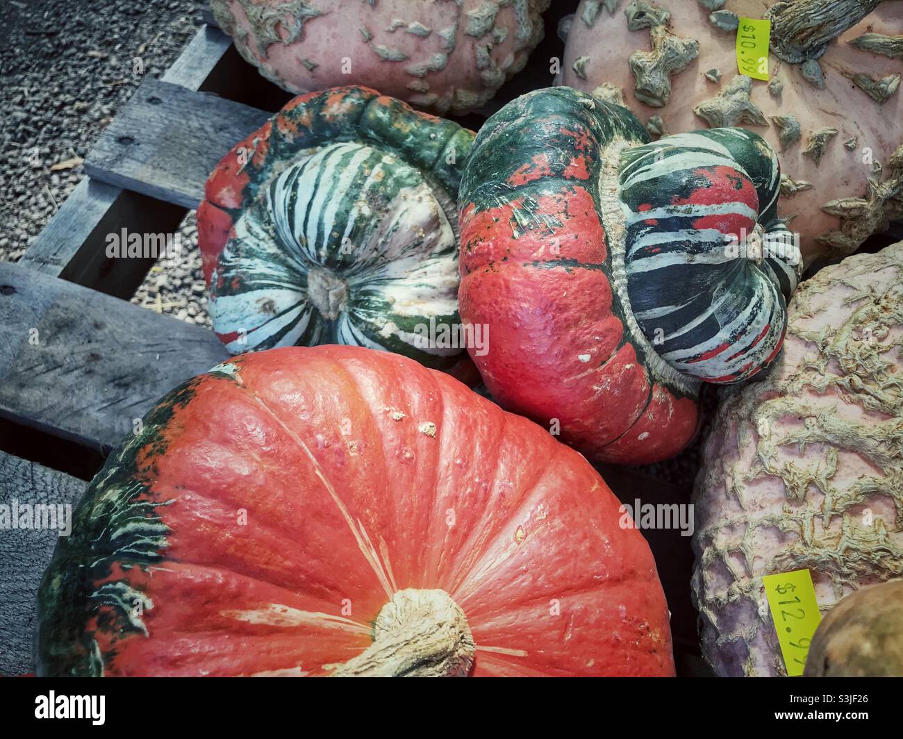 Decorative squash on display at farmer’s market Stock Photo - Alamy