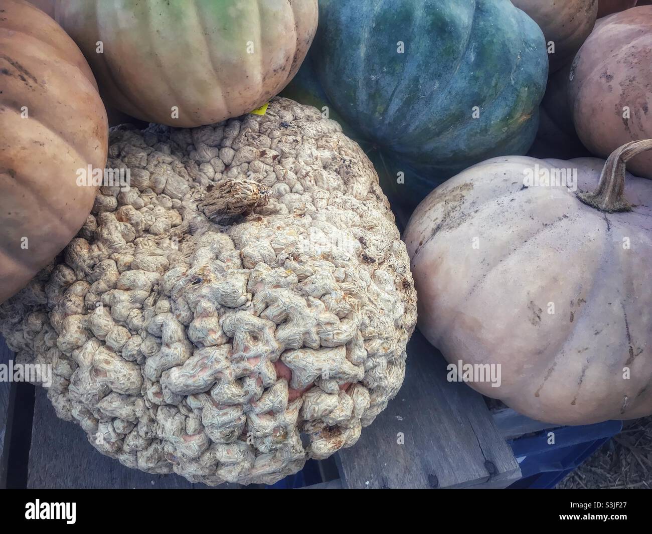 Decorative pumpkin resembling a brain Stock Photo - Alamy