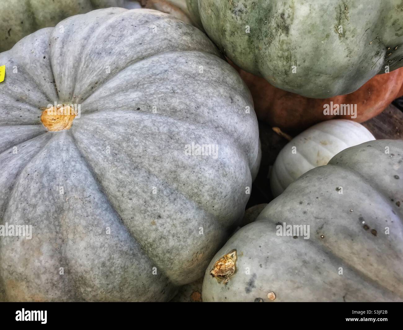 Blue pumpkins hi-res stock photography and images - Alamy