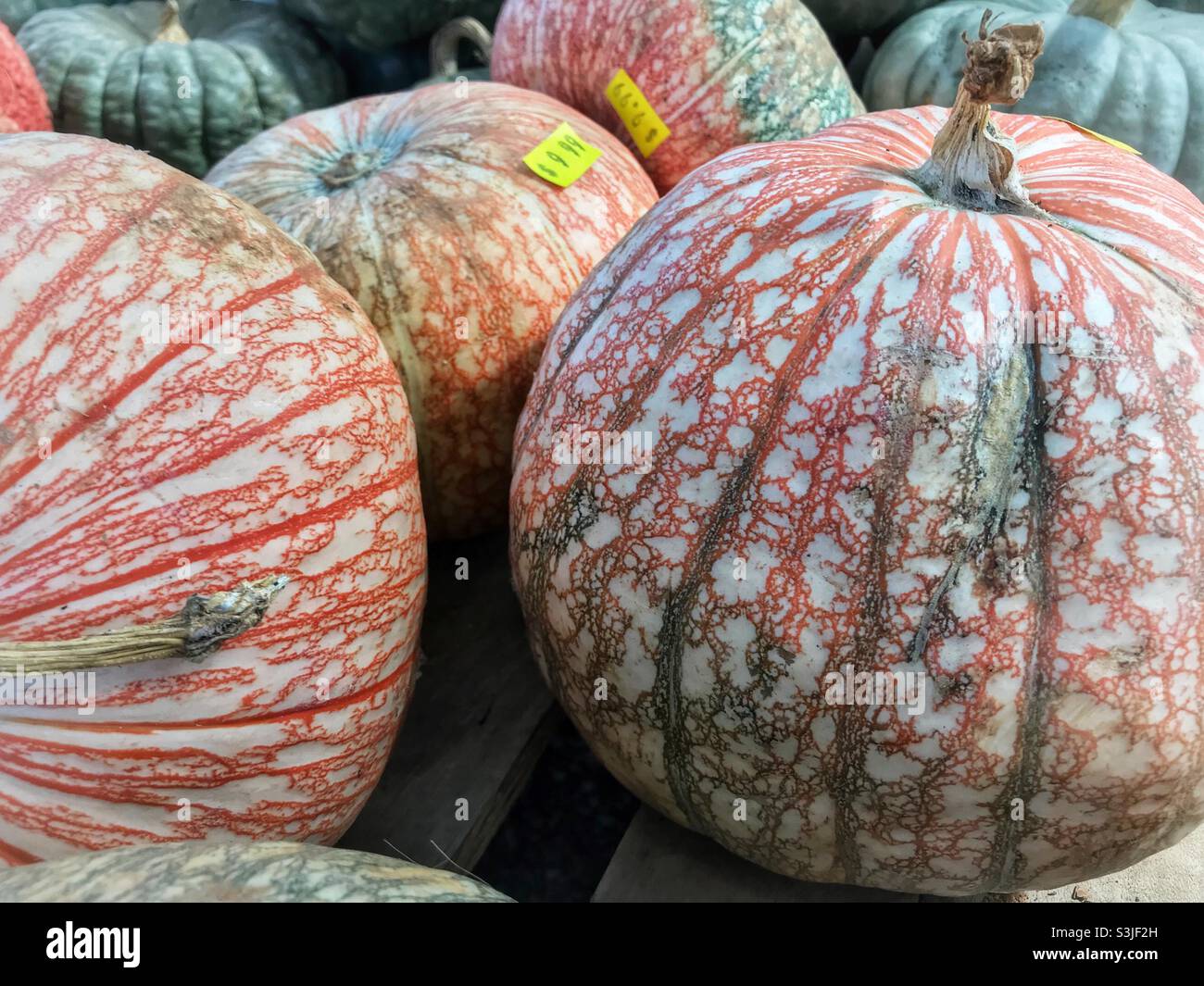 Colorful squash on display Stock Photo - Alamy