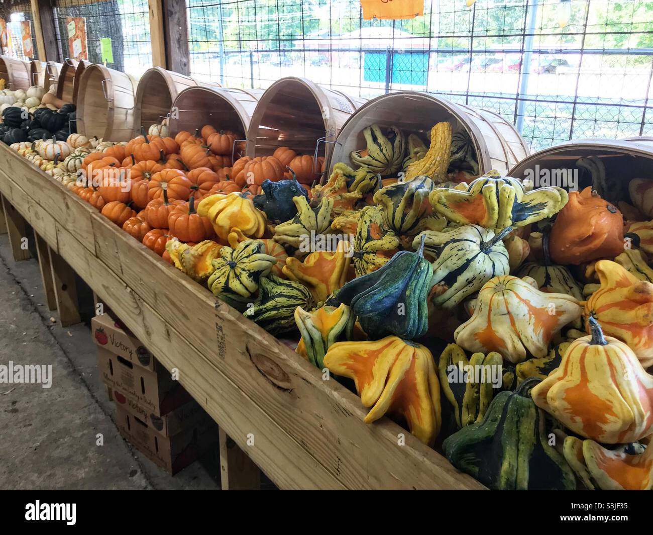 Attractive display of gourds, pumpkins, and squash in bushel baskets ...