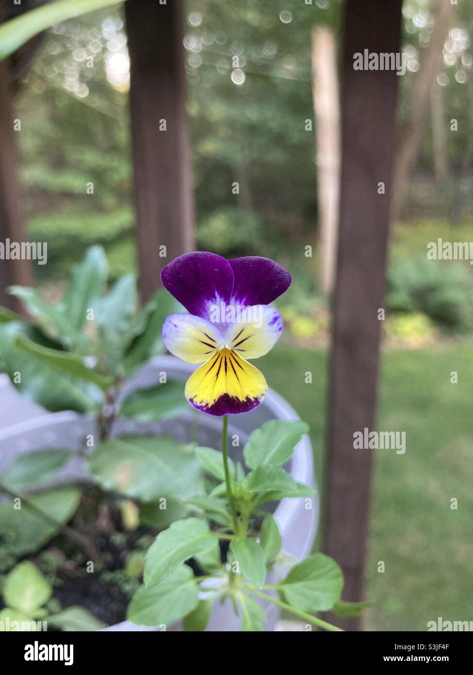 Johnny jump up flower hi-res stock photography and images - Alamy