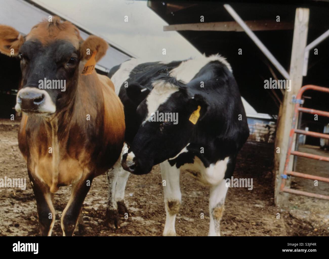 Dairy Cows on farm Berkshires region Massachusetts Stock Photo - Alamy
