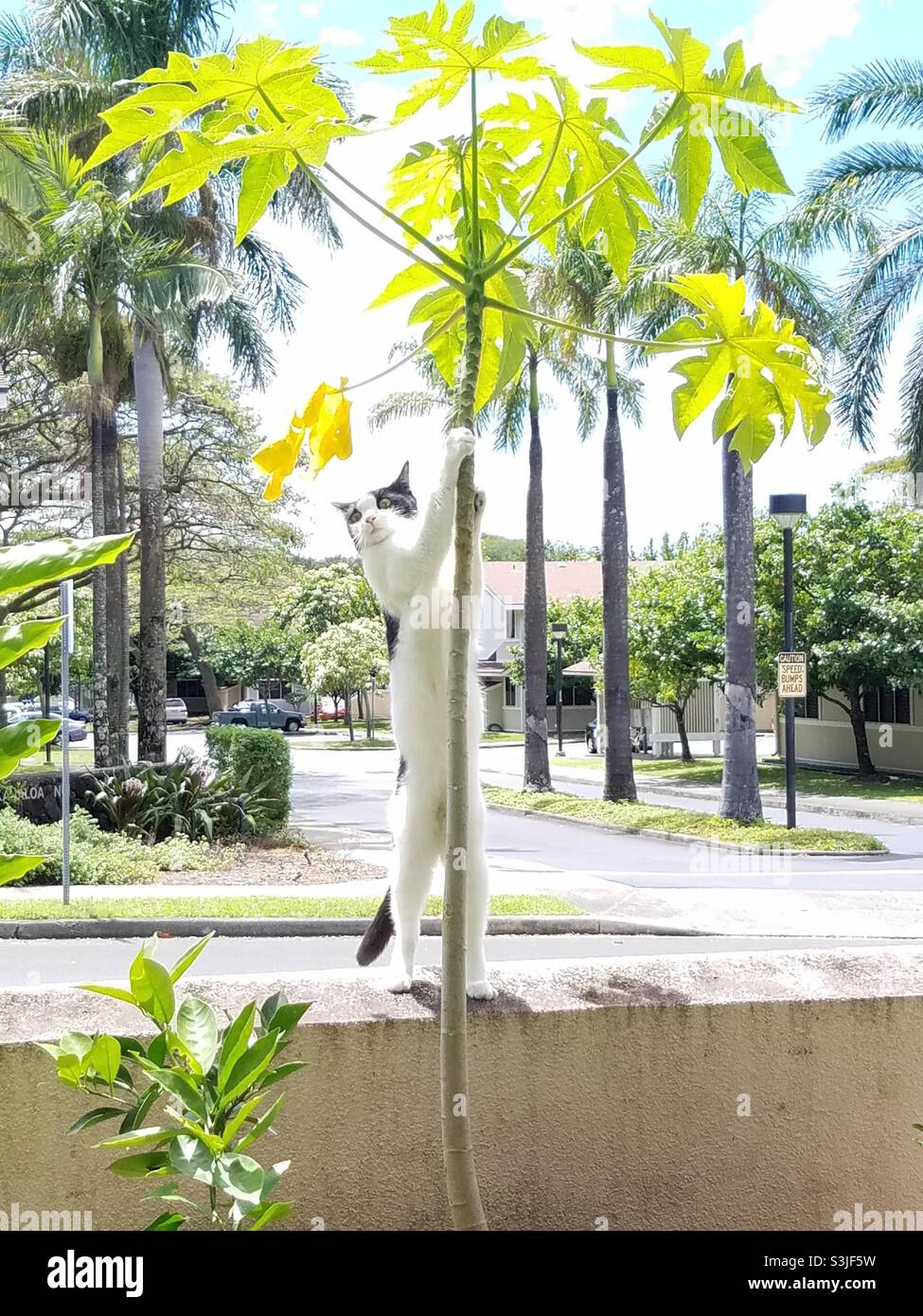 Papaya tree climbing hi-res stock photography and images - Alamy