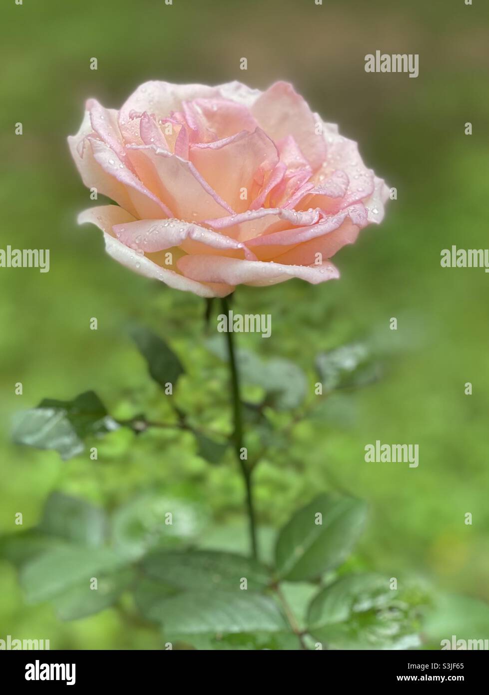 Rose with greenery hi-res stock photography and images - Alamy