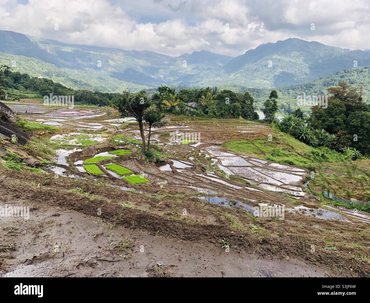 Faddy hi-res stock photography and images - Alamy