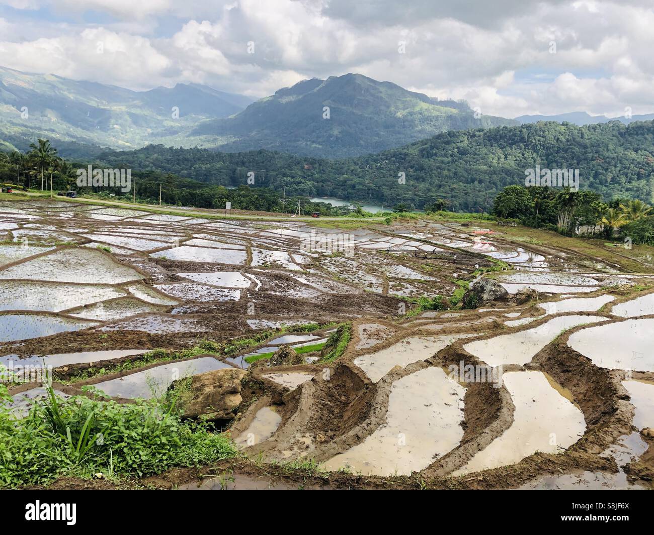 Beautiful paddy hi-res stock photography and images - Alamy
