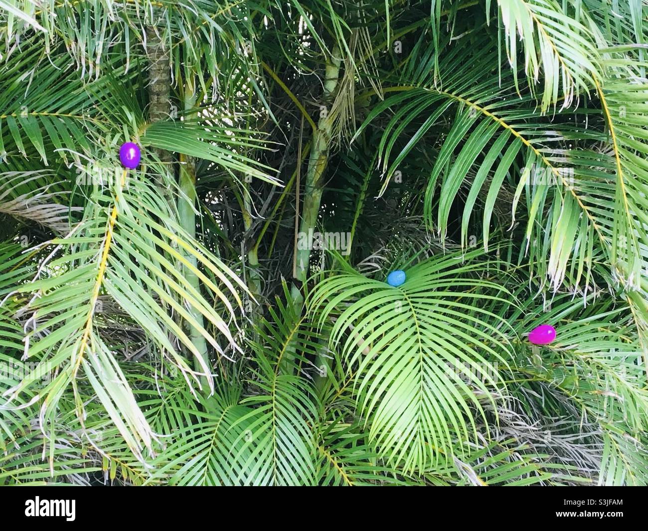 Hawaiian eggs hi-res stock photography and images - Alamy