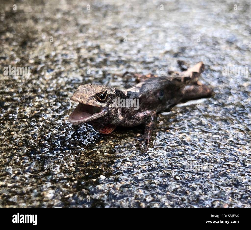Hawaiian gecko had too much rain hi-res stock photography and images ...