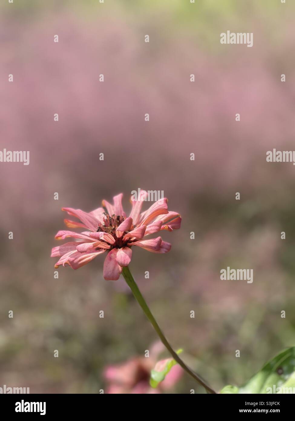 Lonely flower hi-res stock photography and images - Alamy