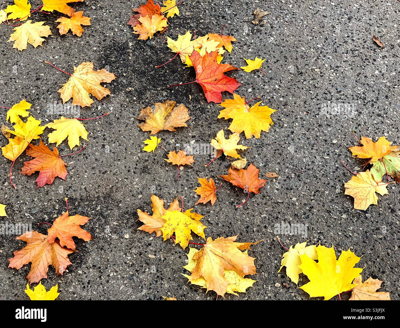 a scattering of multicolored maple leaves on the asphalt road Stock ...