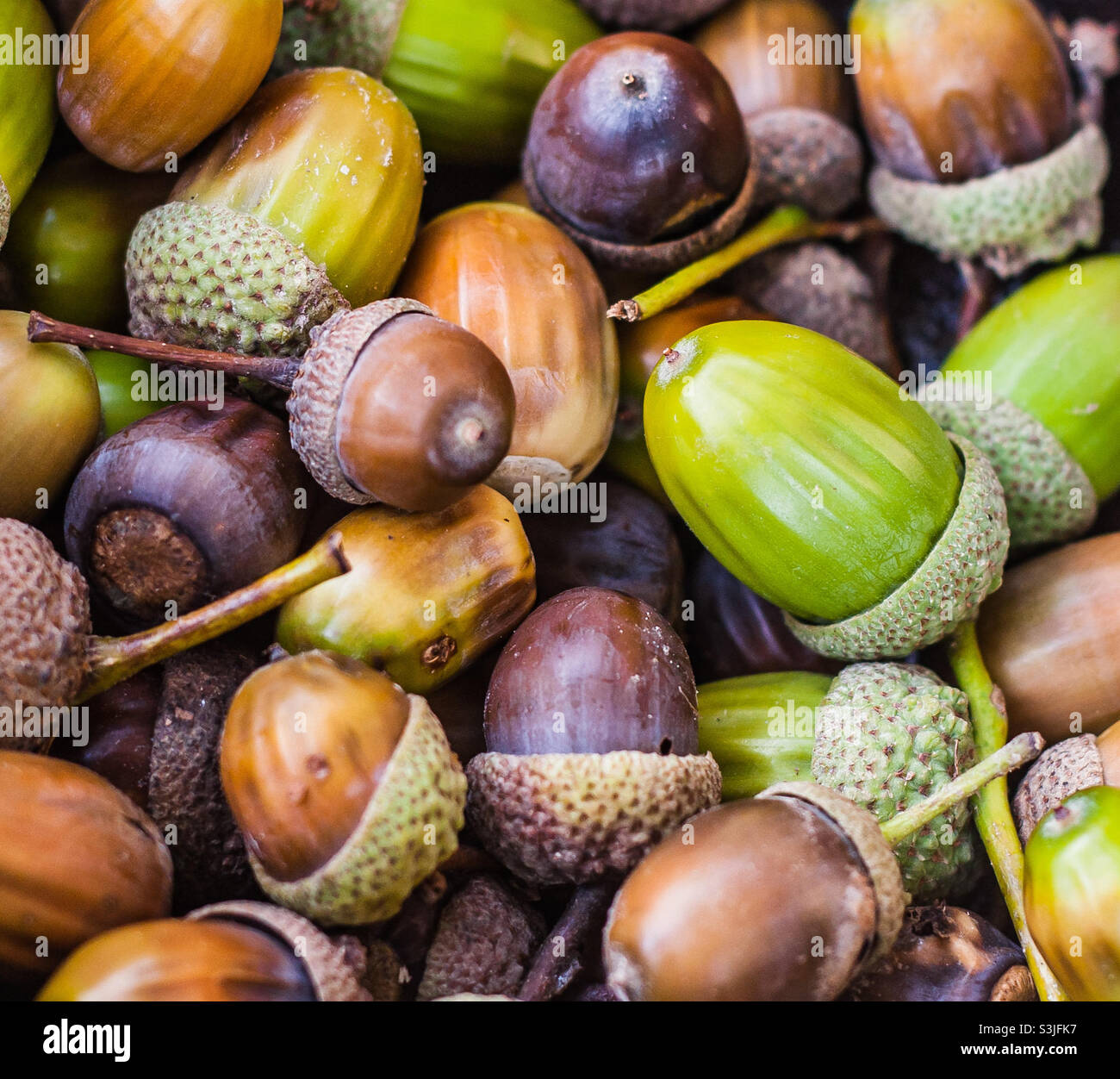 Oranges and browns hi-res stock photography and images - Alamy