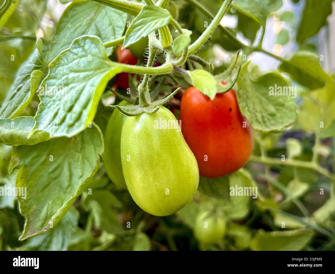 Tomato garden roma hi-res stock photography and images - Alamy