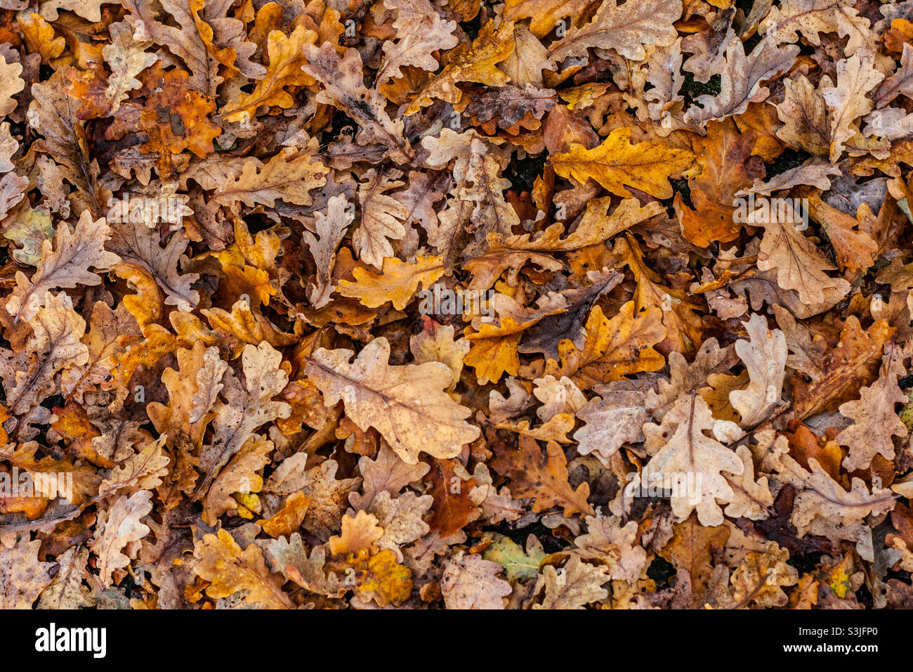 English oaks hi-res stock photography and images - Alamy