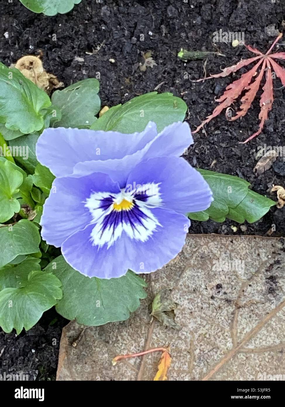 Pansy light blue “joker” Stock Photo - Alamy