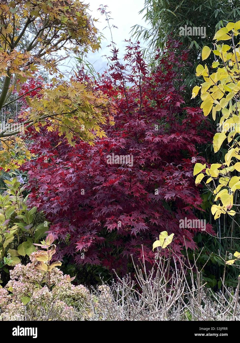 Dark red Japanese maple tree. Acer Stock Photo - Alamy