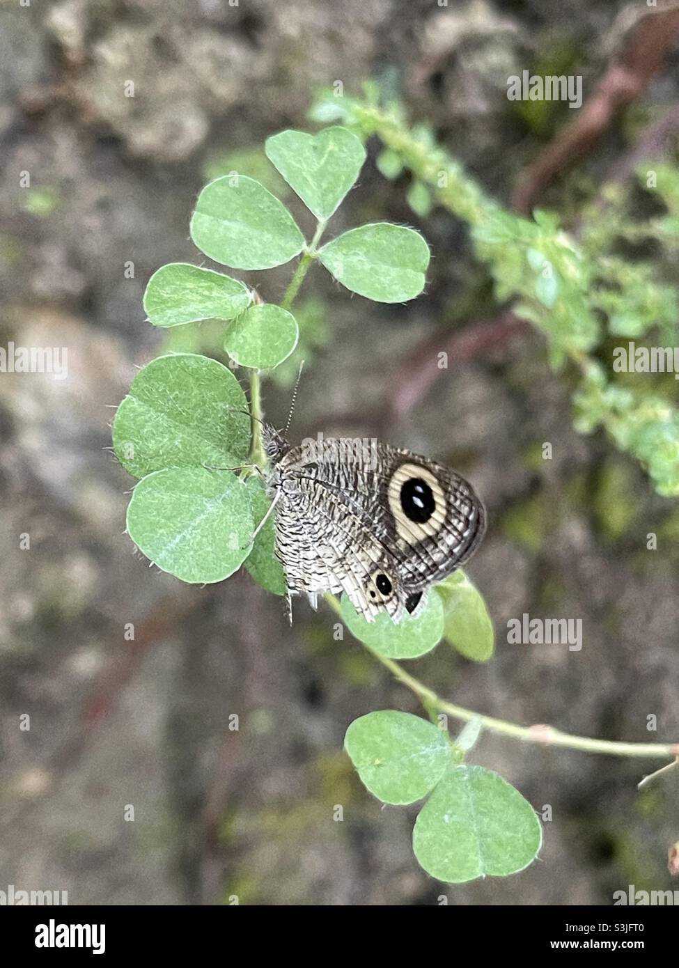 Common four ring butterfly hi-res stock photography and images - Alamy