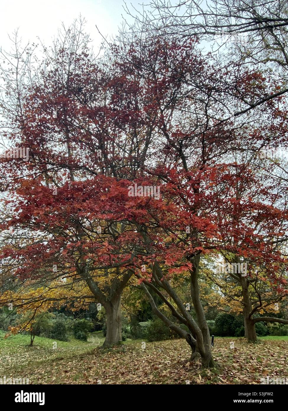 Trees with autumn coloured leaves Stock Photo - Alamy