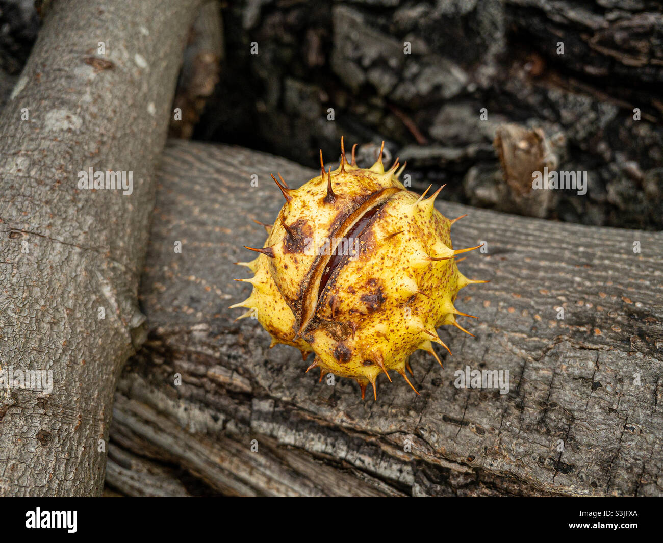 Conker tree branches hi-res stock photography and images - Alamy