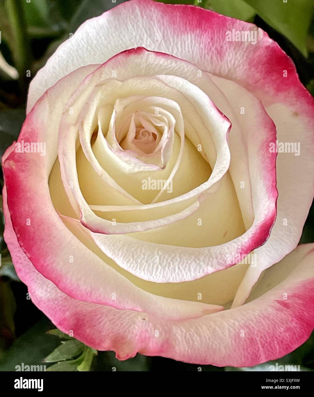 Two toned petals hi-res stock photography and images - Alamy