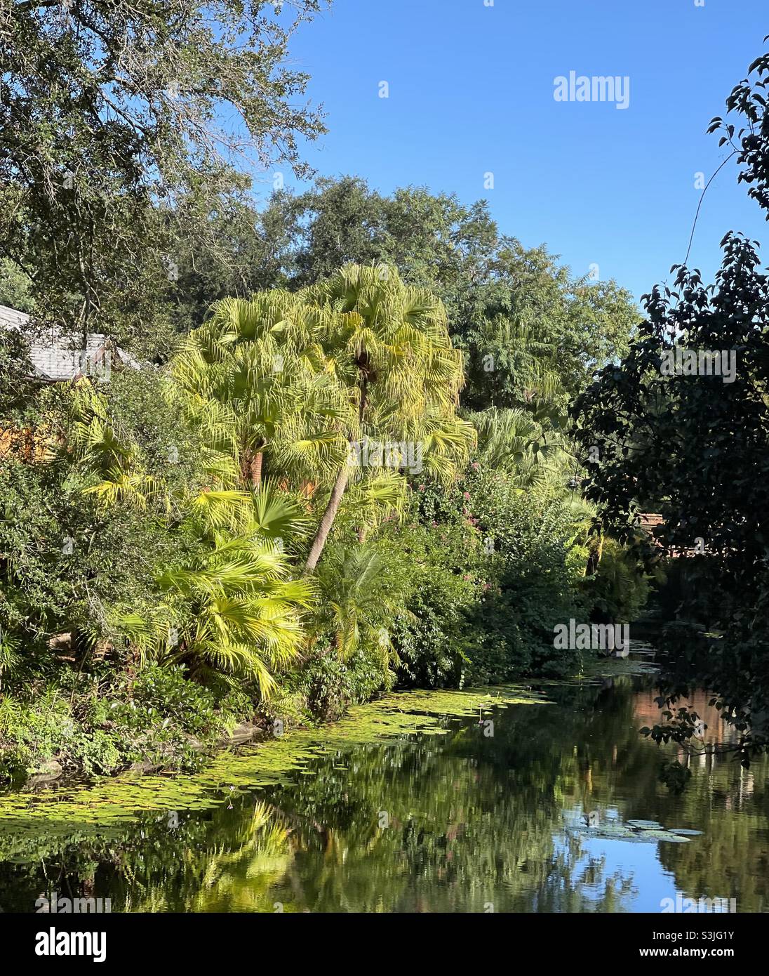 Jungle life hi-res stock photography and images - Alamy