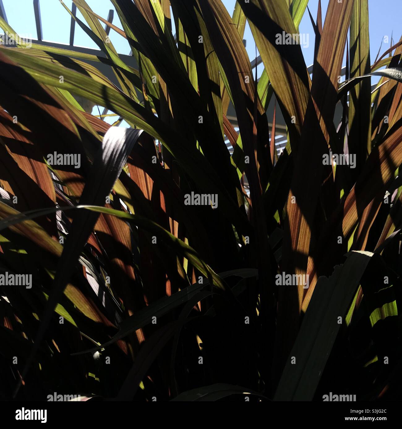 Tropical shade hi-res stock photography and images - Alamy