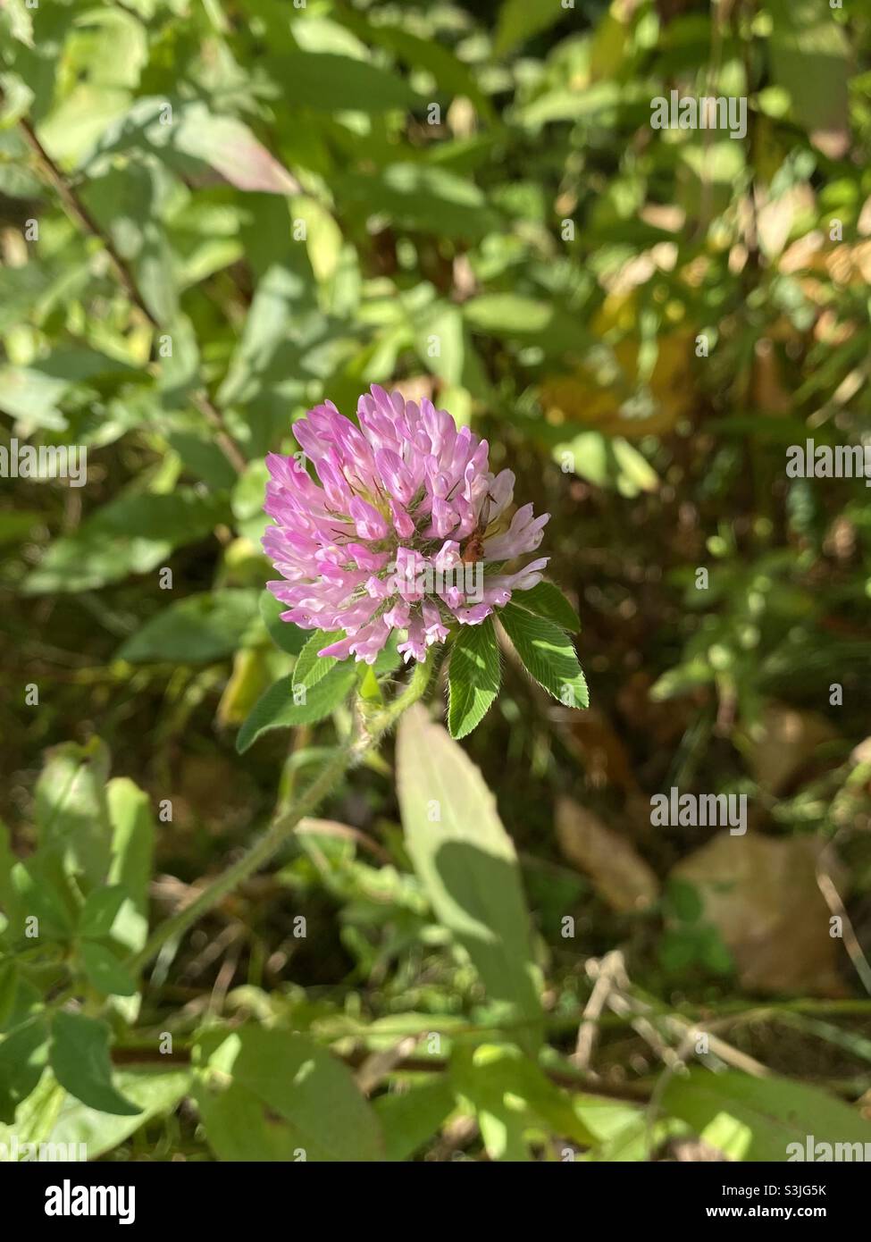 Pink clovers hi-res stock photography and images - Alamy