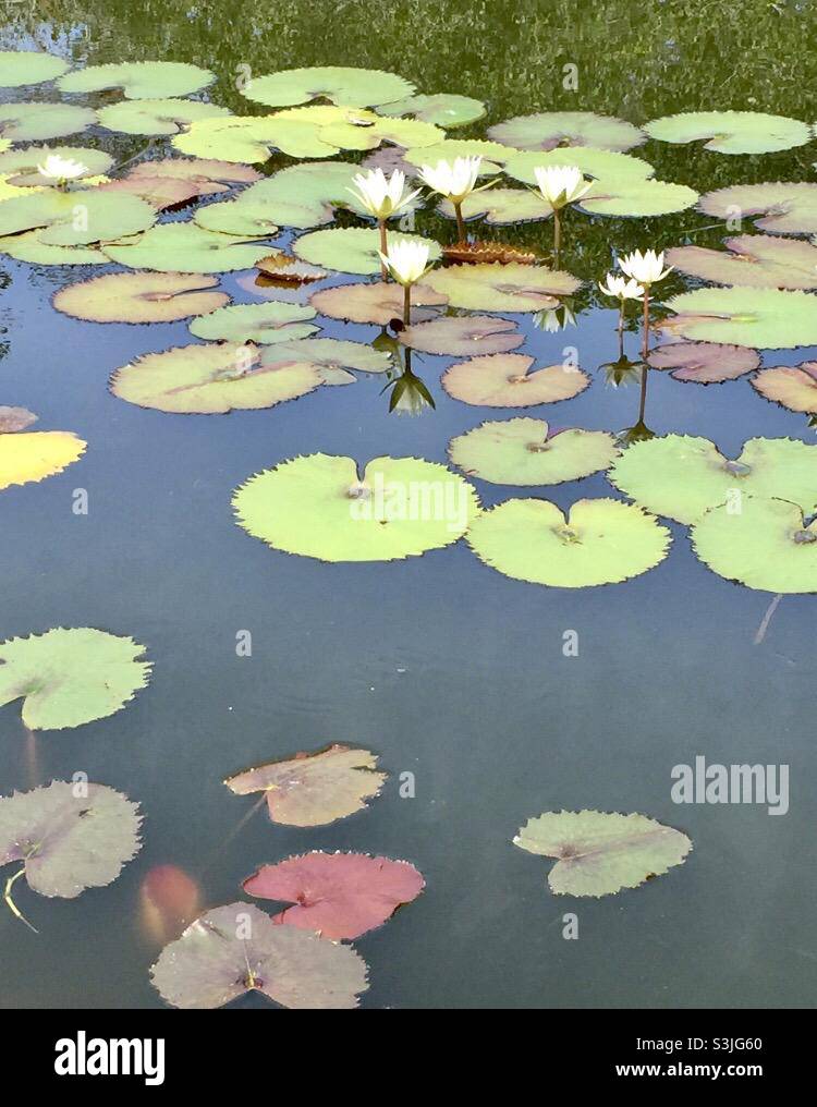 Pond lily pads hi-res stock photography and images - Alamy