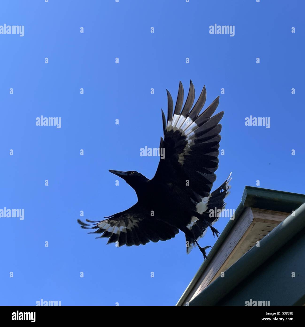 Bird flying off roof top hi-res stock photography and images - Alamy
